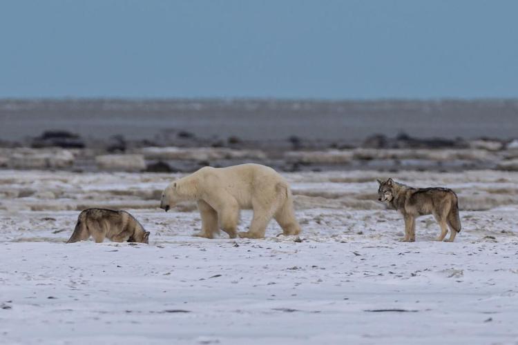 Into the wild in search of cloud wolves: A new citizen science project ...