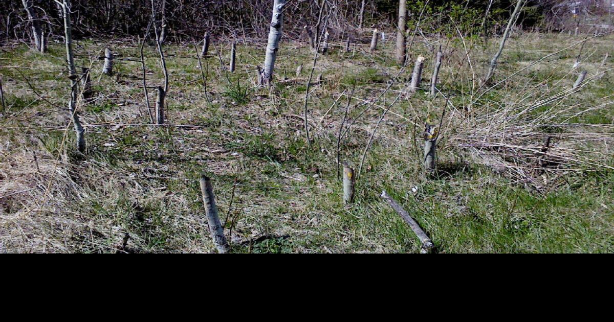 Fixer: Who or what is killing these trees?