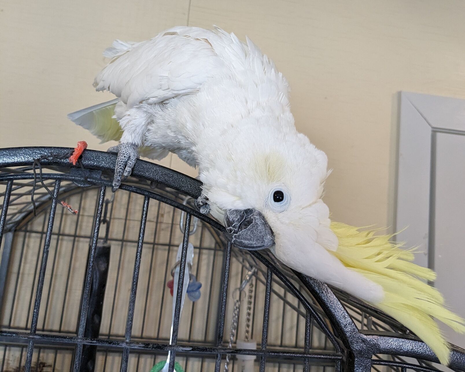 Ontario parrot rescue struggles as pet birds are surrendered