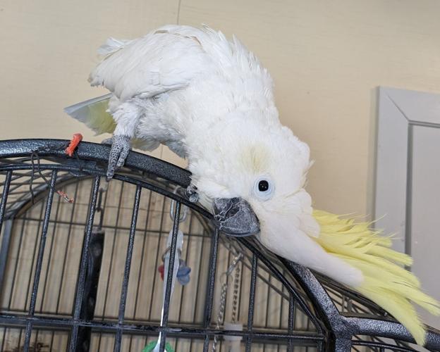 Ontario parrot rescue struggles as pet birds are surrendered