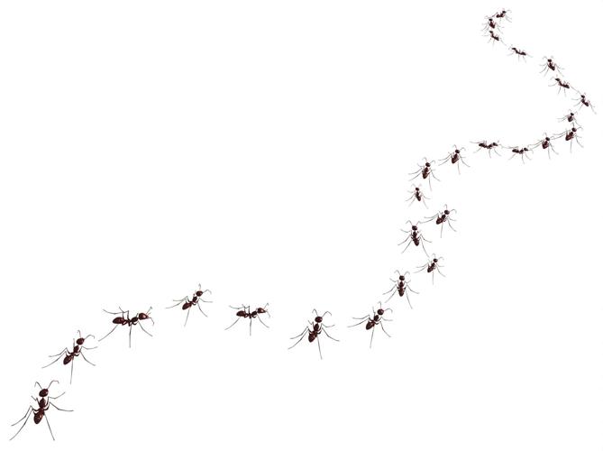 Invasive ants in Canada could soon spread due to climate change