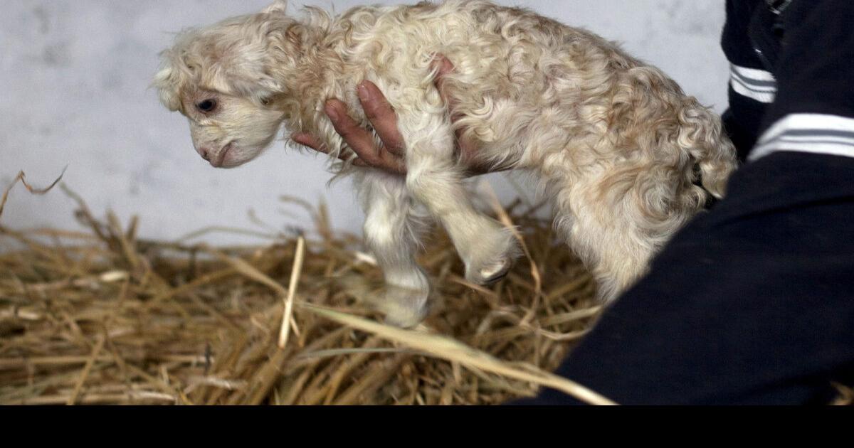 Rare Himalayan goat cloned to increase cashmere wool production