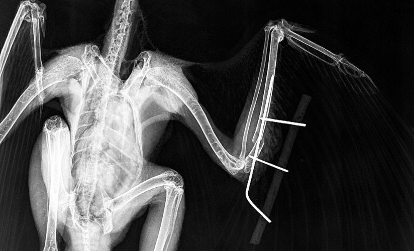 Toronto Wildlife Centre seeks donations for new X-ray machine