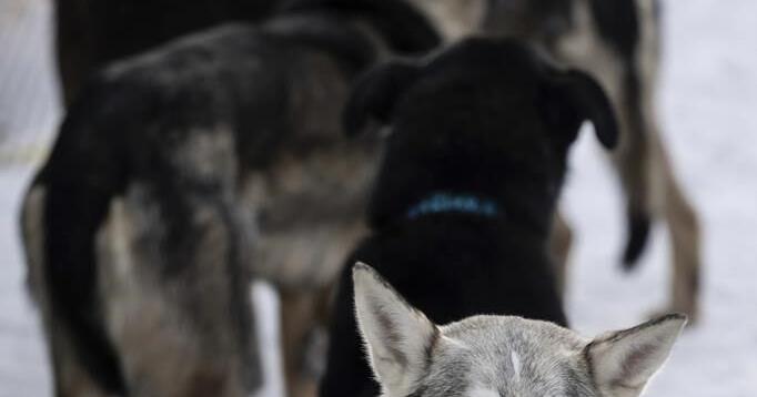 Dog deaths revive calls for end to Iditarod, the endurance race with ...