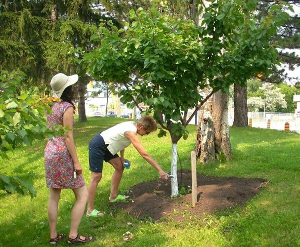 Toronto gardener Susan Poizner is planting the idea of orchards across ...
