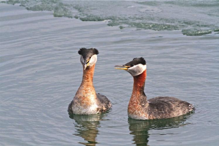 Wild in the City: Red-necked grebes build a home