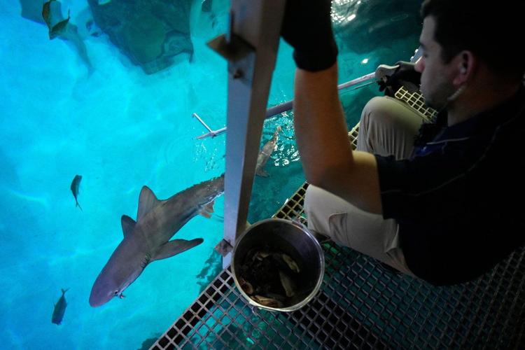 There are sharks in Las Vegas feasting on hundreds of pounds of fish ...