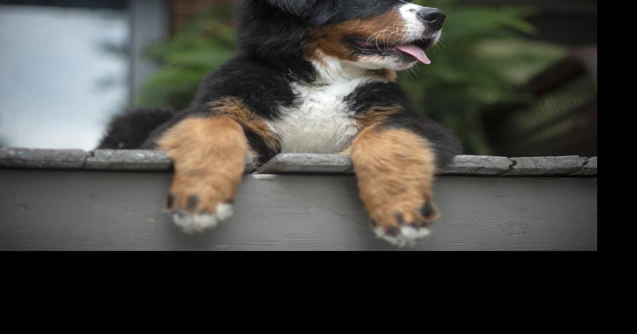 Pet stores grapple with food concerns amid FDA report on dog heart disease