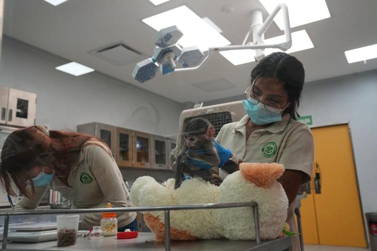 Meet Yuji, the Mexican baby monkey finding comfort in a plush companion