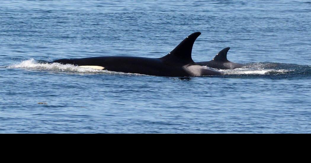 Researchers race to save young emaciated orca in B.C. waters