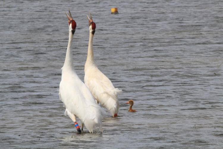 Record 8 fledged chicks for Louisiana’s wild ‘whoopers’