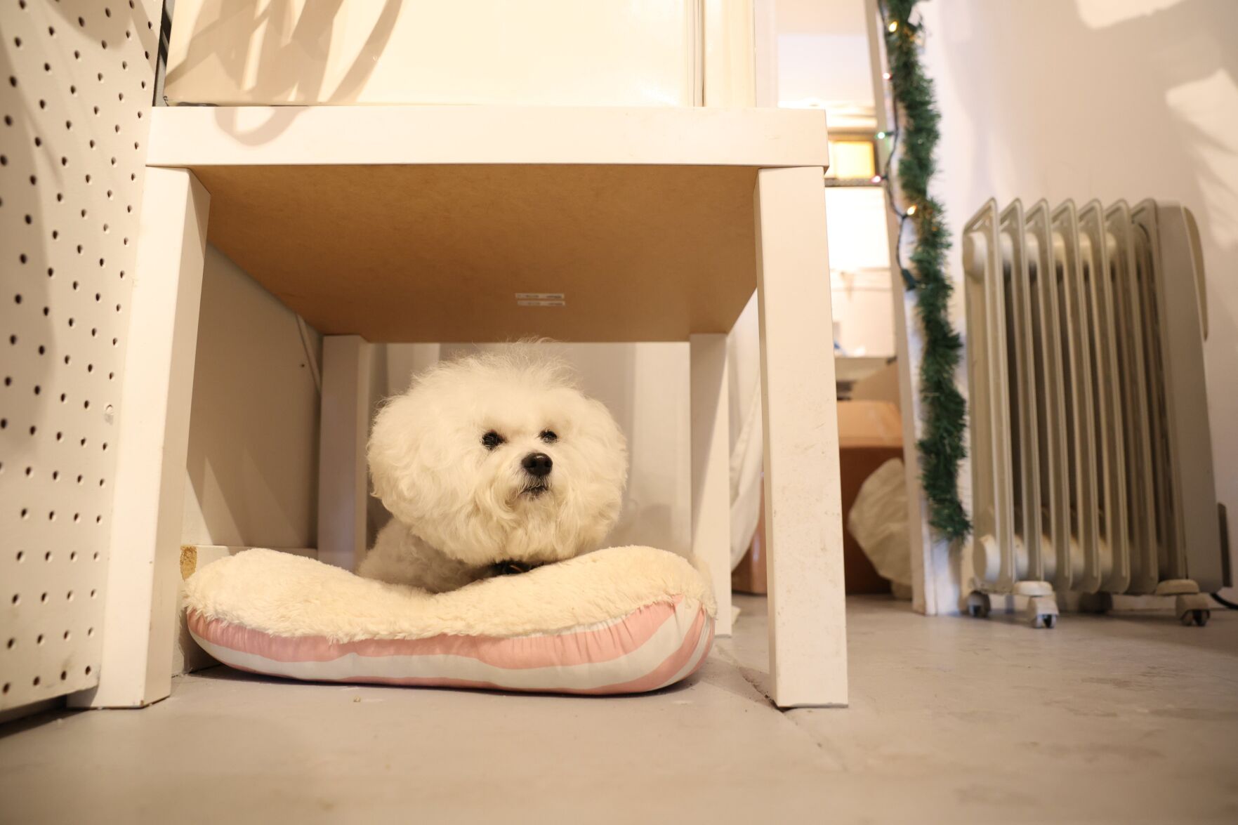 Adorable dogs and cats welcome customers at 5 Toronto shops