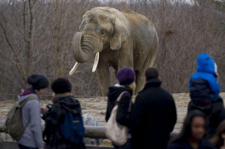Elephant tug of war: The story of the Toronto Zoo transfer
