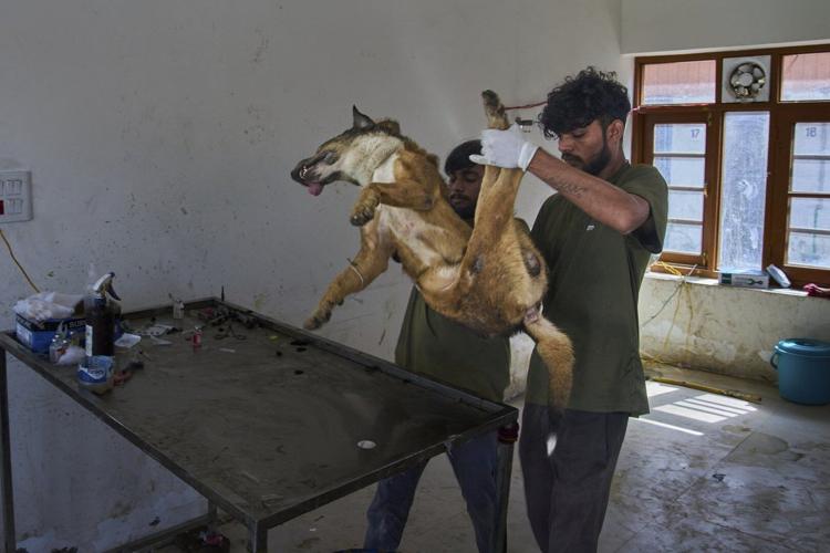 Photos of stray dogs in Indian-controlled Kashmir and attempts to ...