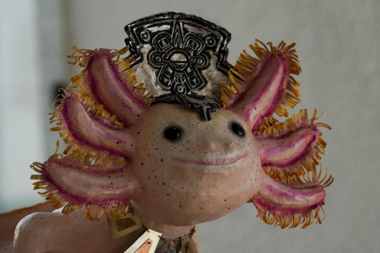 Ancient deity, pet and endangered species. Why is axolotl Mexico's most ...