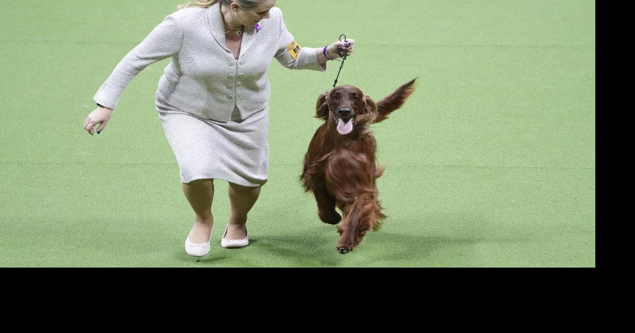 A ‘PBGV’ wins Westminster dog show, a first for the breed