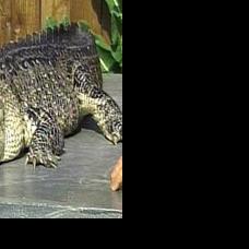 Buffalo man gives up gator