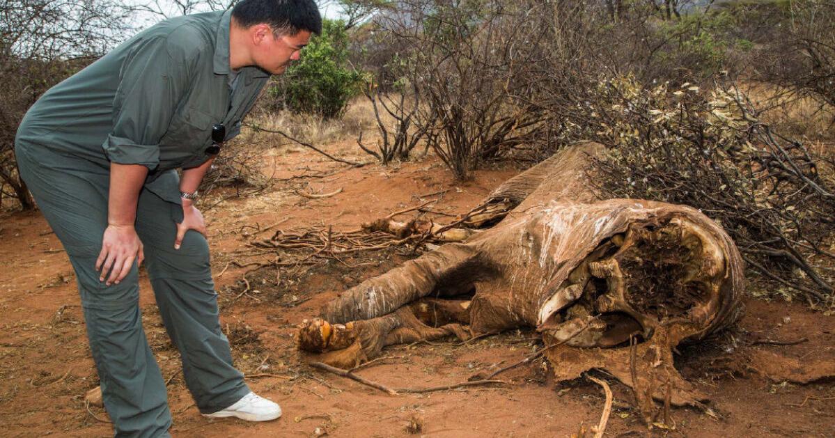 Yao Ming asks Chinese to consider how ivory trade is killing elephants