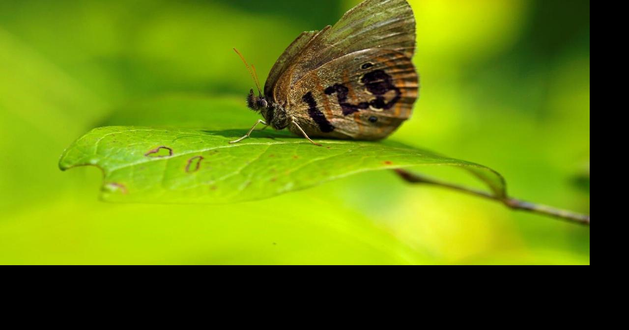 Butterfly on a bomb range: Endangered Species Act at work