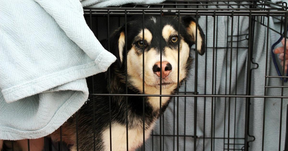 Ontario takes steps to allow humane societies to enforce animal cruelty ...
