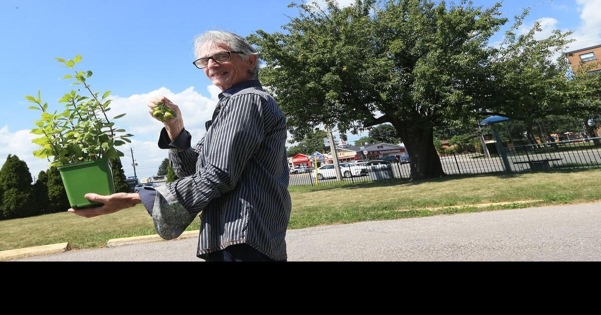 Offspring of rare Jesuit pear tree in Scarborough now thriving at ...