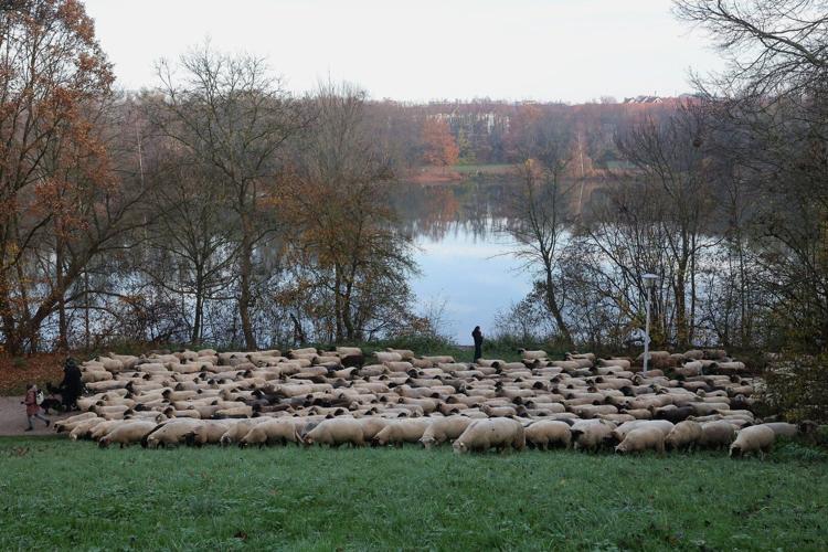 Make way for the flock! Hundreds of sheep head through German city to ...
