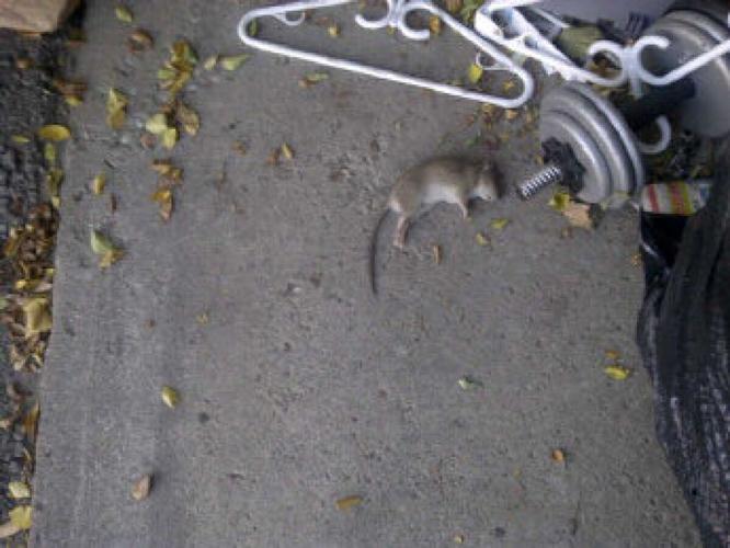 Rat complaints on the rise in Toronto restaurants