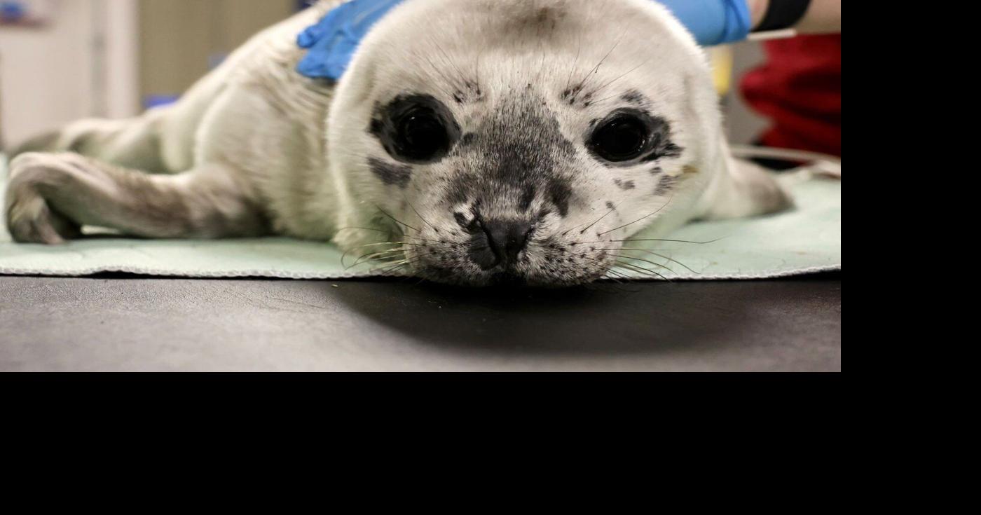 Prematurely born harbour seal Zeus is rescued in British Columbia