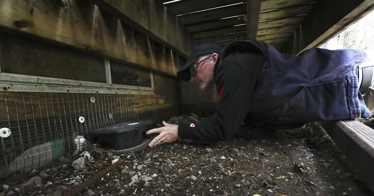 Toronto’s rats are multiplying, spreading — and winning. So why aren’t ...