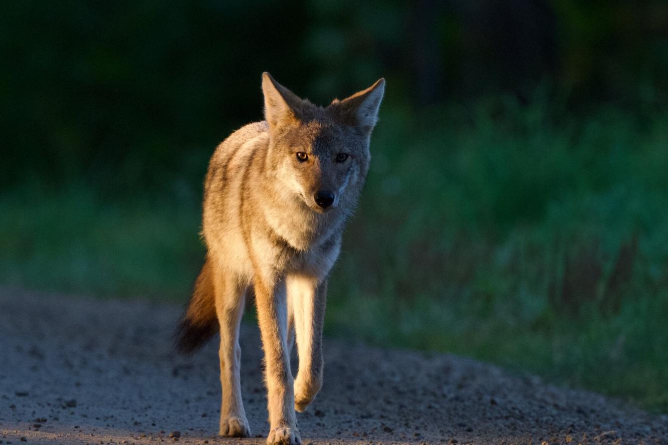 We thought we could move past this deadly snare for animals. We're ...