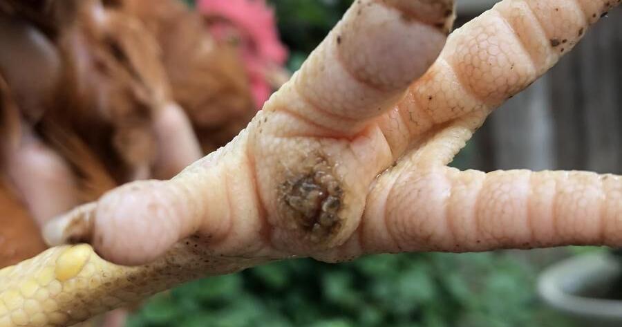 Chickens may need orthopedic shoes due to abscesses on feet
