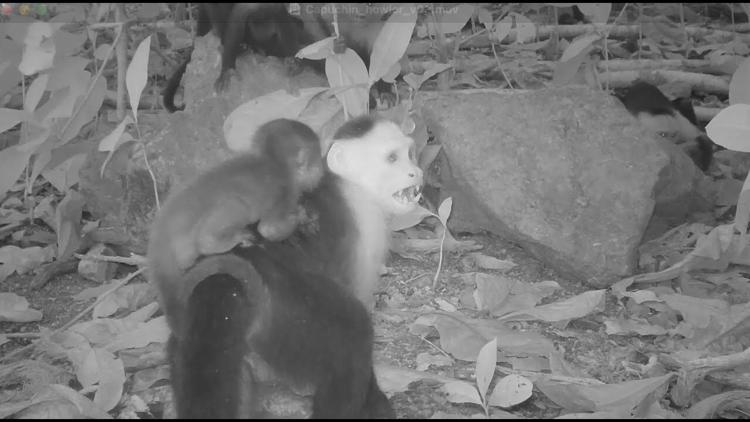 Caught on camera, capuchin monkeys kidnap howler monkey babies