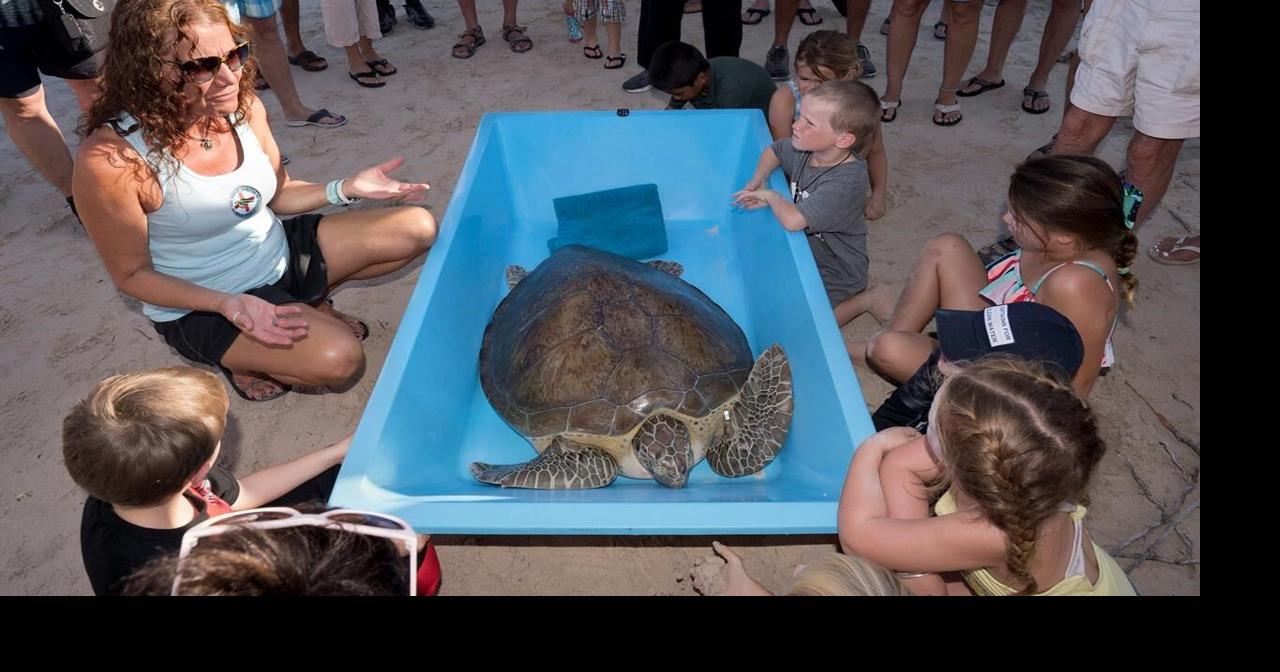 Turtle returned to ocean after recovering from spear attack