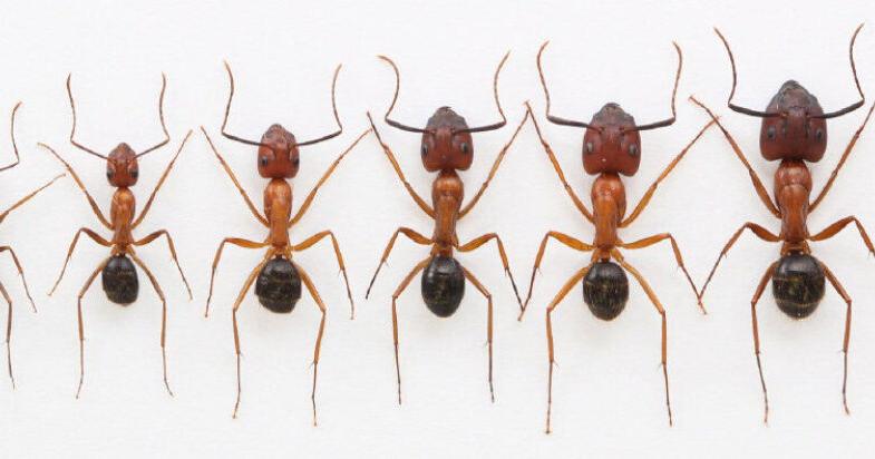 Canadian scientists double the size of ants in experiment