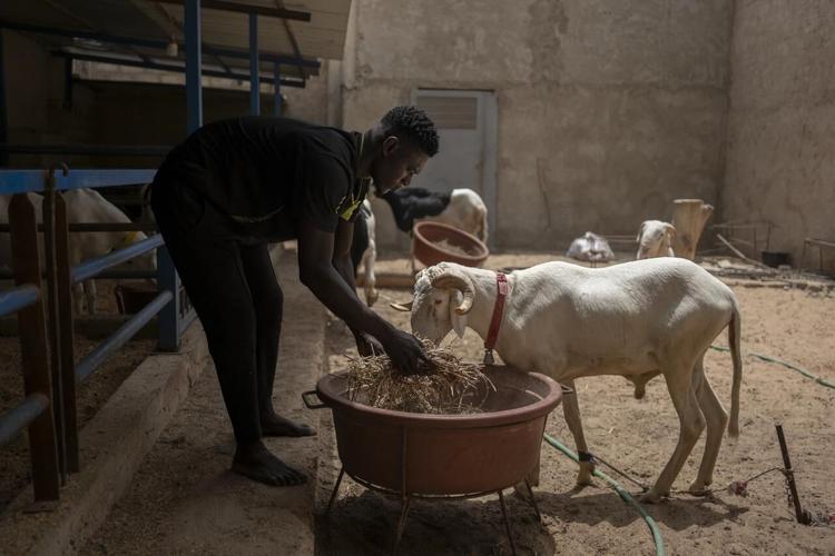 On Eid al-Adha, Senegal's star sheep are for luxury, not sacrifice