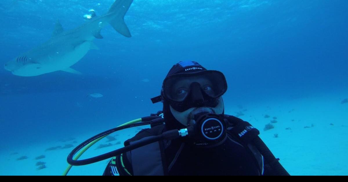 Shark Tank stars take plunge to help real sharks in special