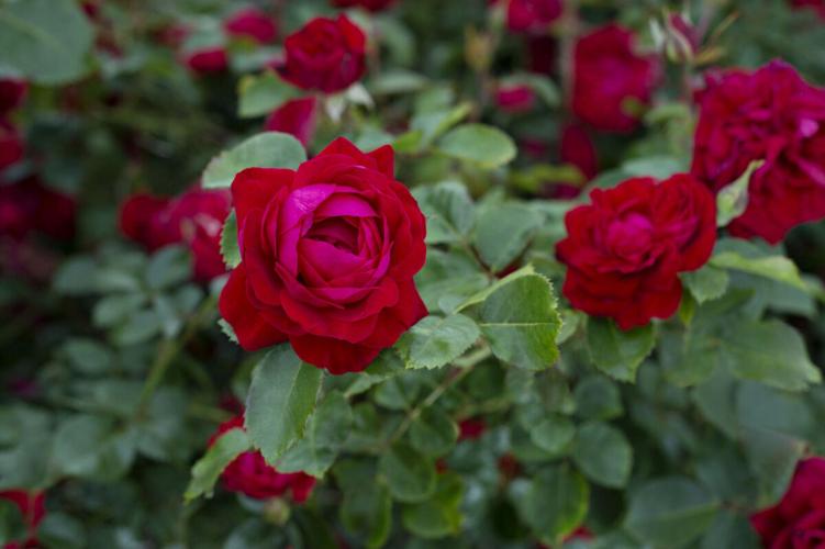 Canada Blooms serves as an introduction to spring
