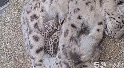 newborn snow leopard