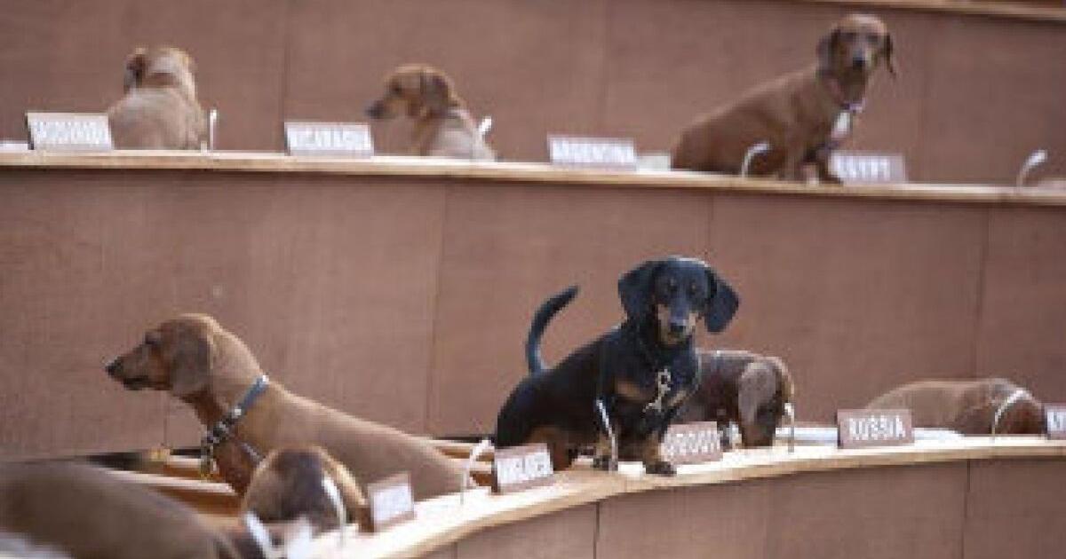 UN goes to the wiener dogs in performance art show