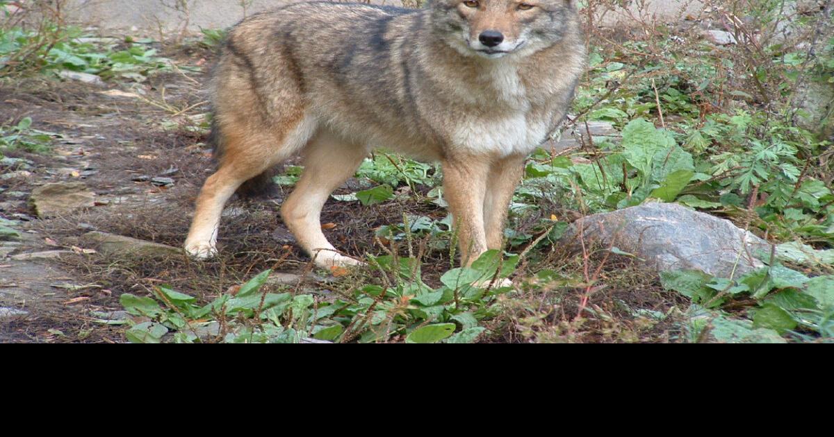 Coyote and coywolf attacks on pets have communities worried