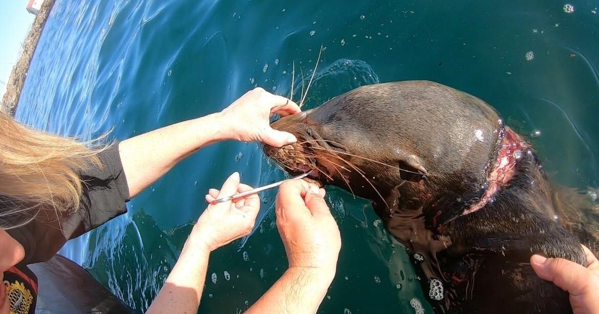 Sea lion with netting embedded in his neck, sealing mouth shut, rescued ...
