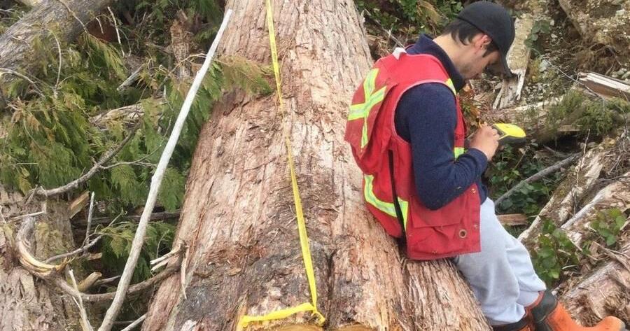 B.C. forestry company responds to over-logging allegations