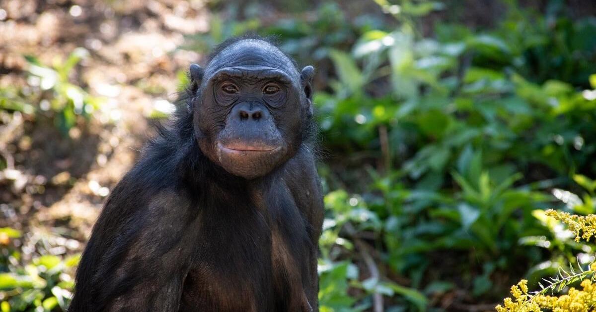 Beloved bonobo Unga, made famous in ‘Come From Away,’ has died at age 29