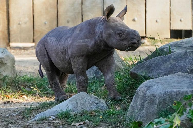 Critically endangered baby black rhino makes its debut at Cleveland zoo