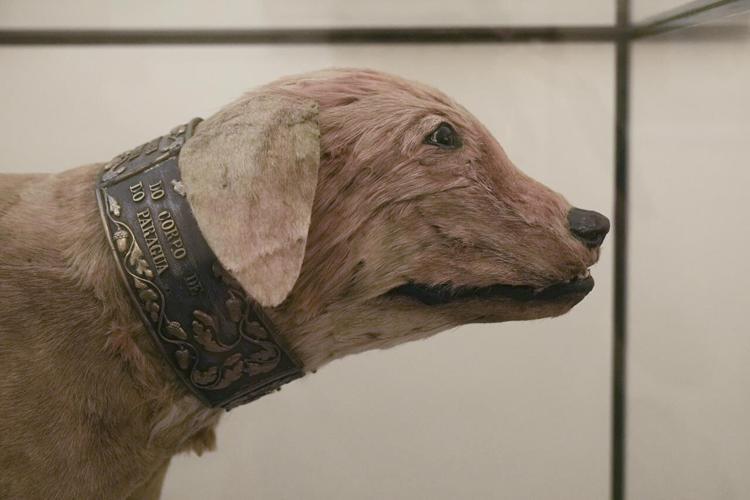 These Brazilian caramel-colored stray dogs were long overlooked. Now ...