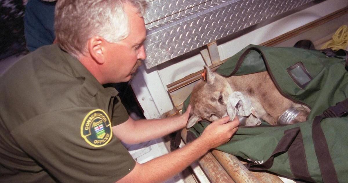 B.C. expert warns against ‘cougar hysteria’ after tragic U.S. attack