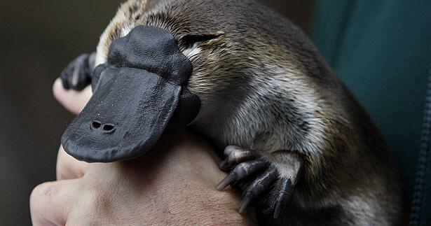 Platypus genome key to understanding evolution