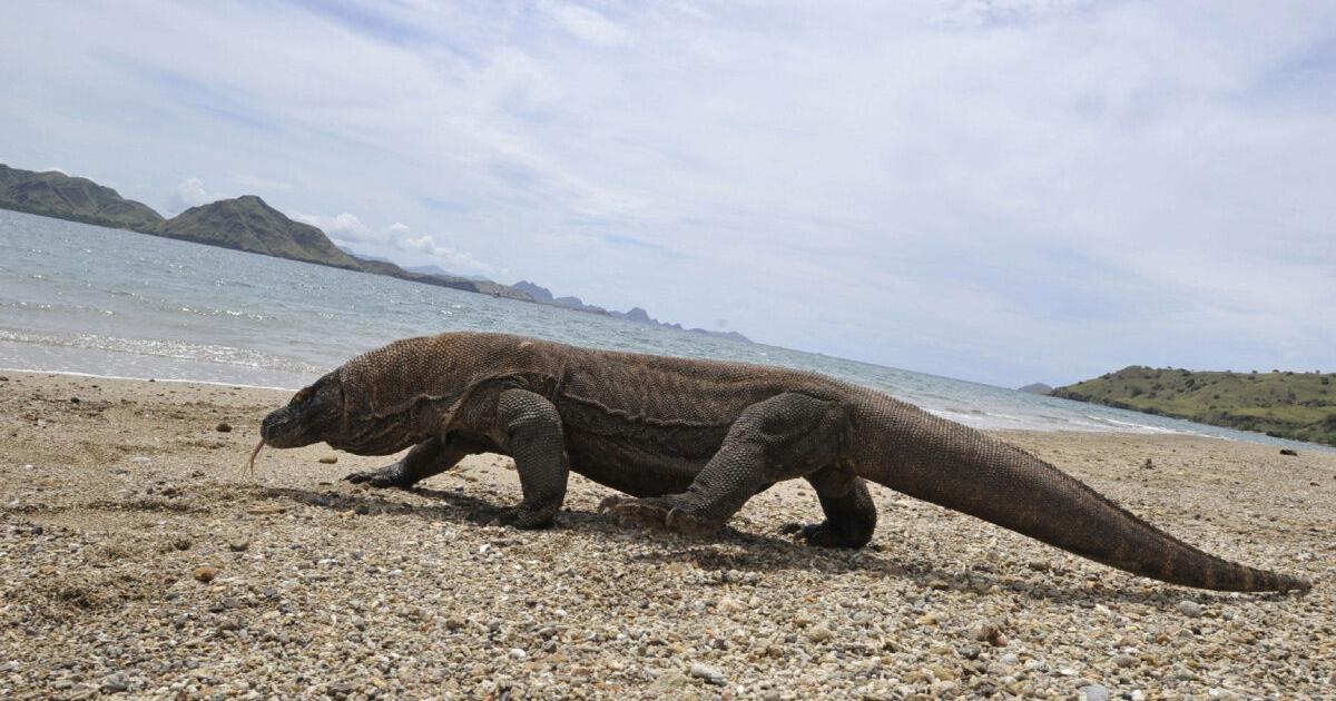 Dragon attack sends 2 to hospital