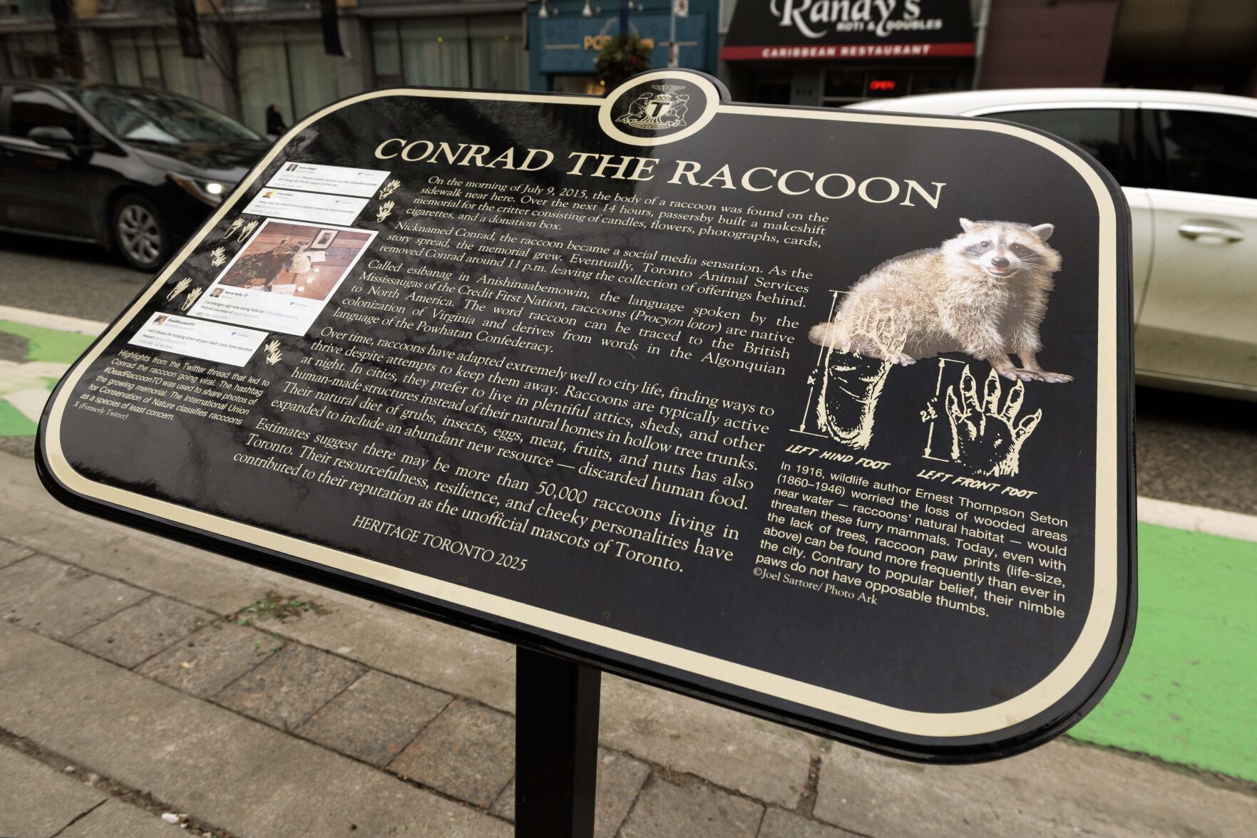 Bring on the fanfare for Conrad the Raccoon!