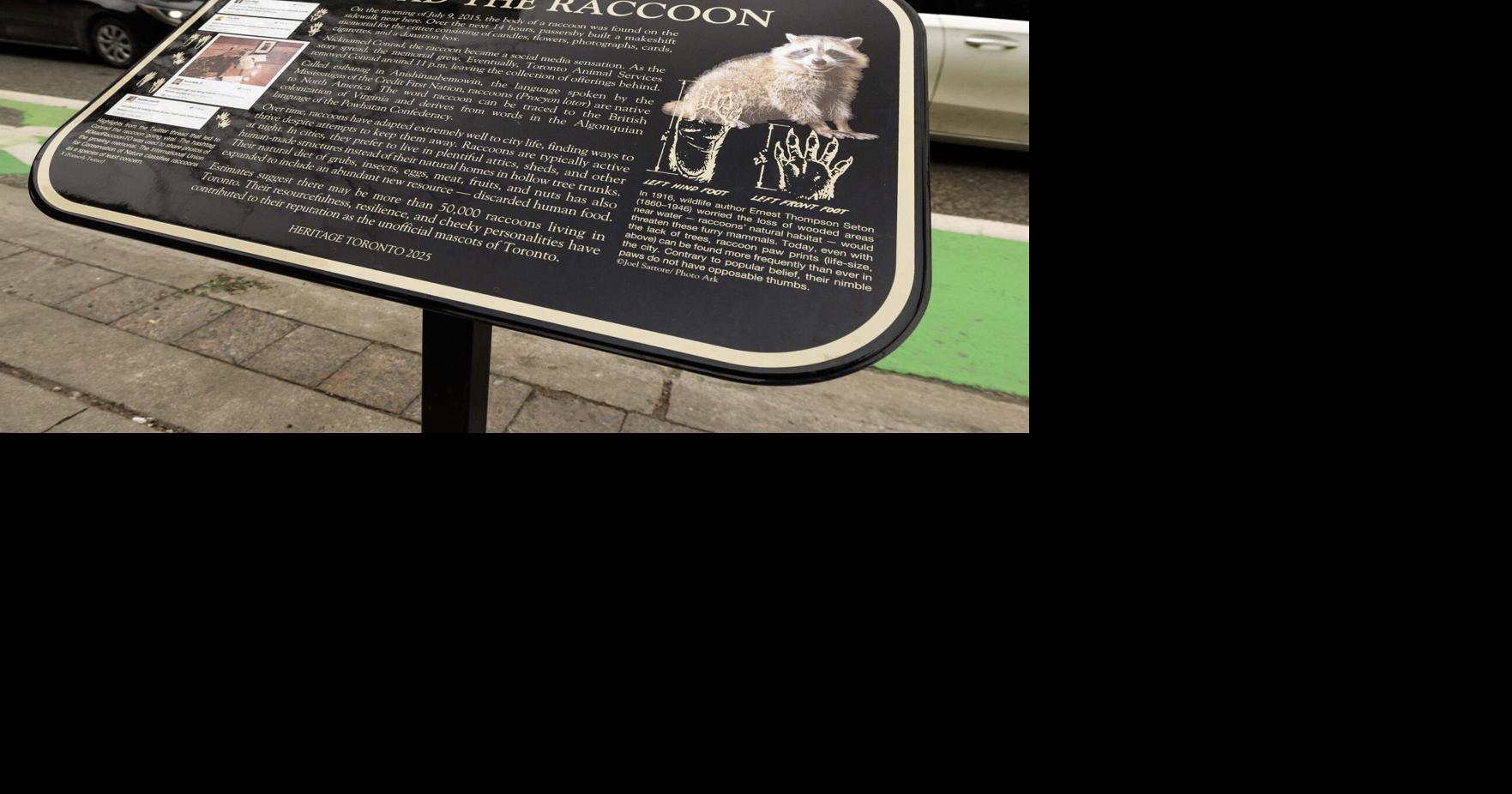 Bring on the fanfare for Conrad the Raccoon!